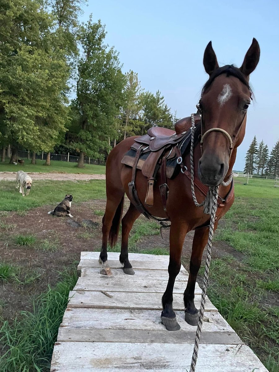Meet #ShowdownTeamHazel - Hazel & Michelle Gilles of Red River Ranch Performance Horses